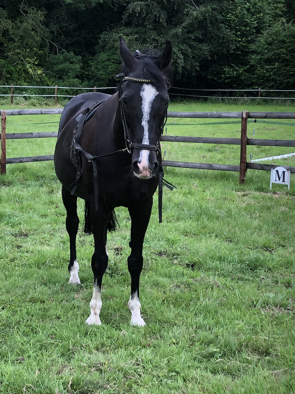 Long-reining and in-hand work: summer exercise - Claire Lilley
